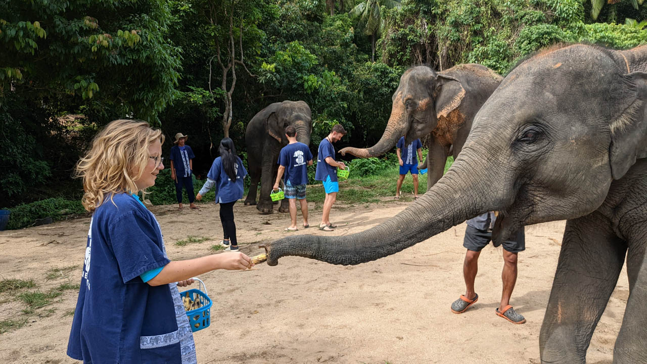 Being a cook for elephants jeep safari